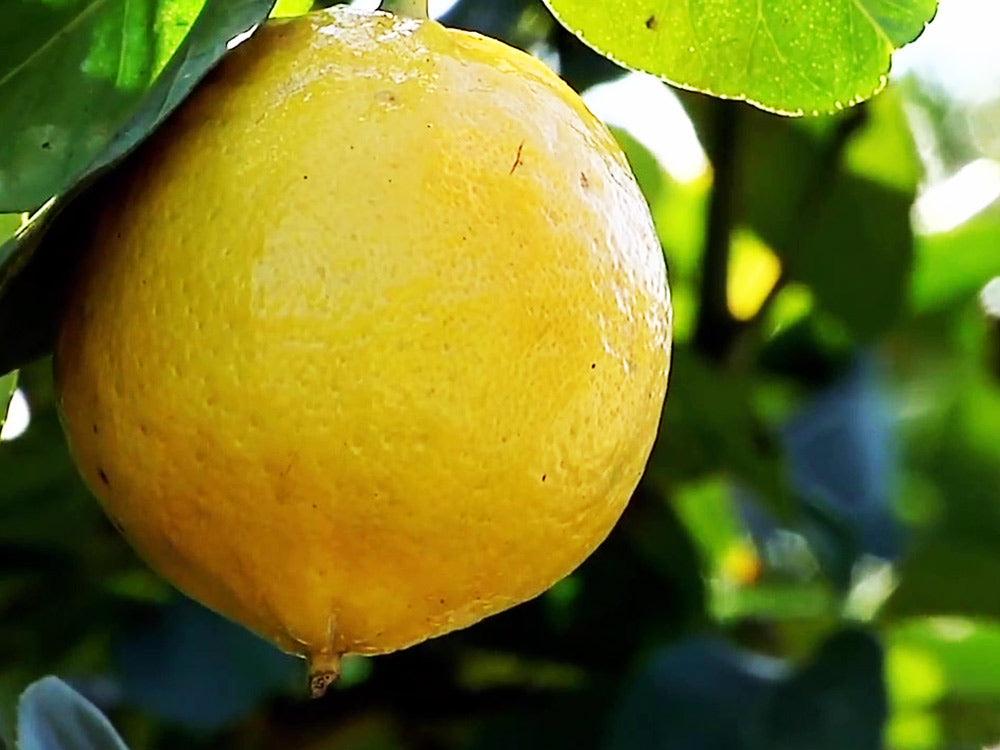 What is Bergamot? – Bergamot Australia